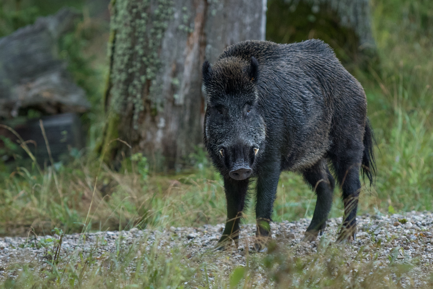 Keiler 2 Foto & Bild | tiere, wildlife, säugetiere Bilder auf fotocommunity