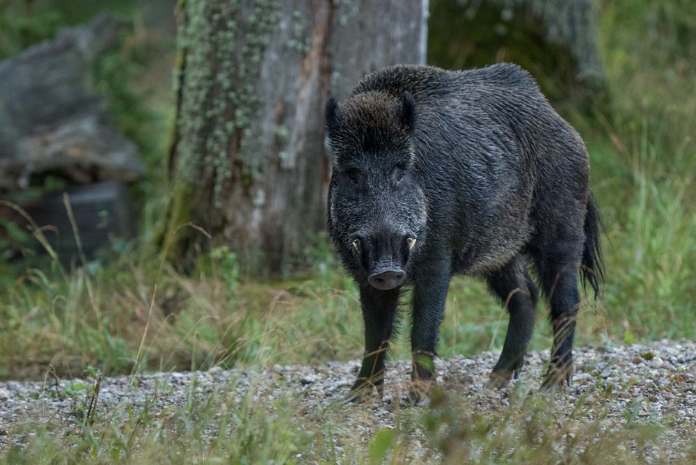 Keiler 2 Foto & Bild | tiere, wildlife, säugetiere Bilder auf fotocommunity