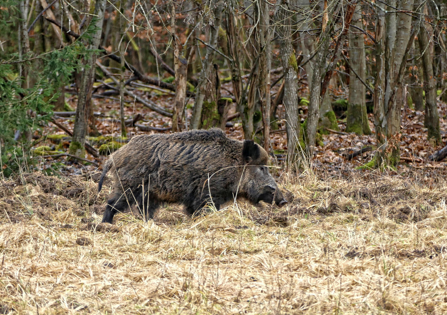 Keiler Foto & Bild | wald, winter, tiere Bilder auf fotocommunity