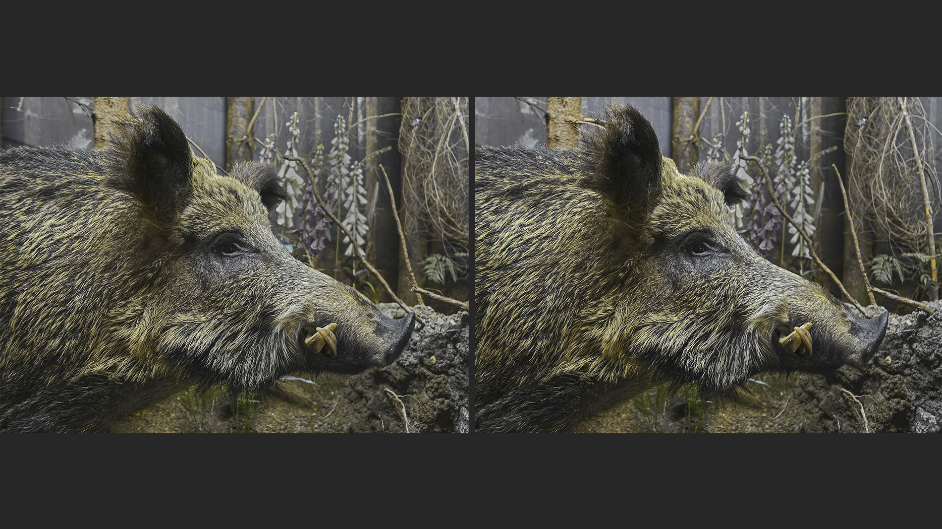 Keiler (3D sbs) Foto & Bild | spezial, natur, tiere Bilder auf ...