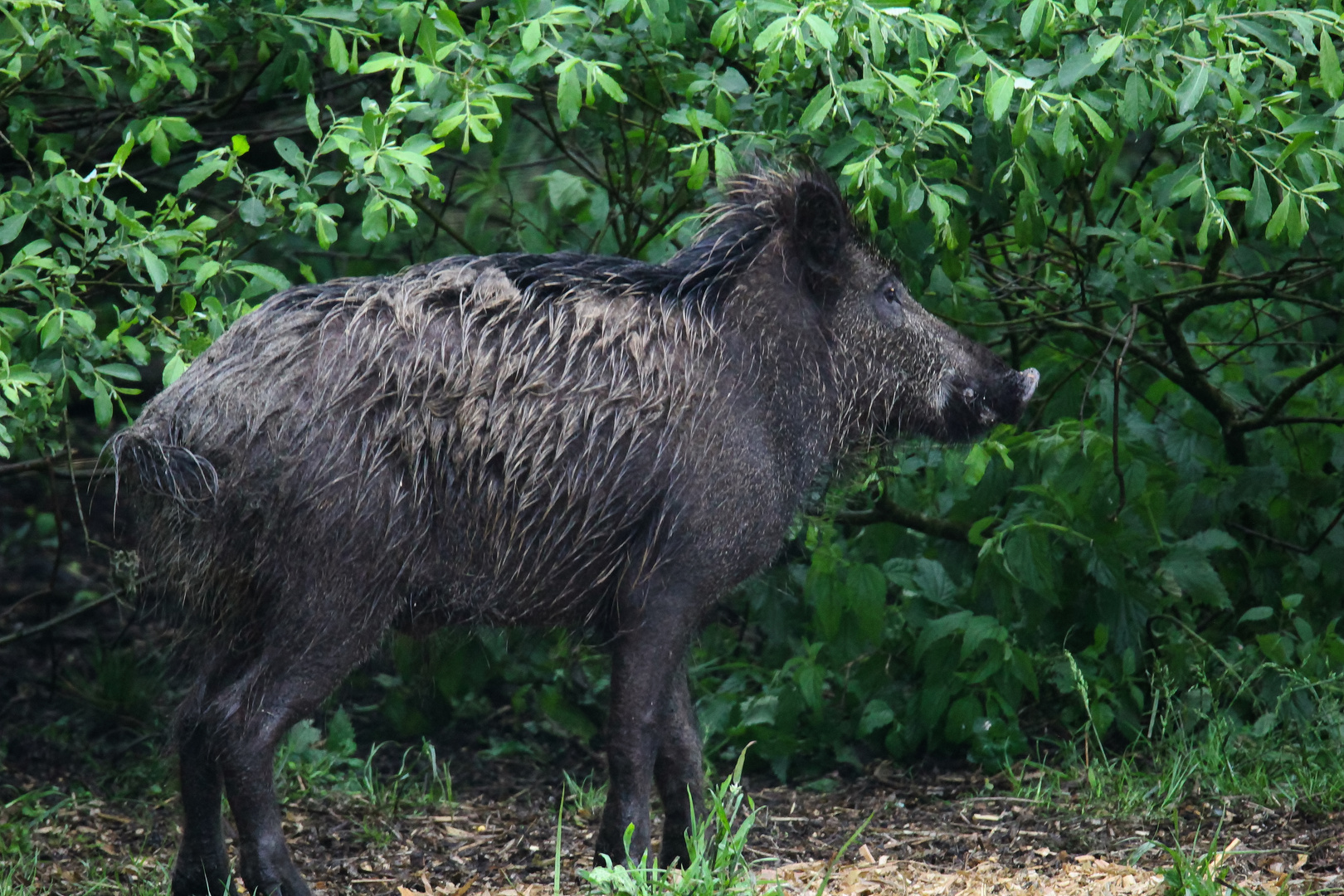 Keiler Foto & Bild | tiere, wildlife, wildlife luder-futterplätze ...