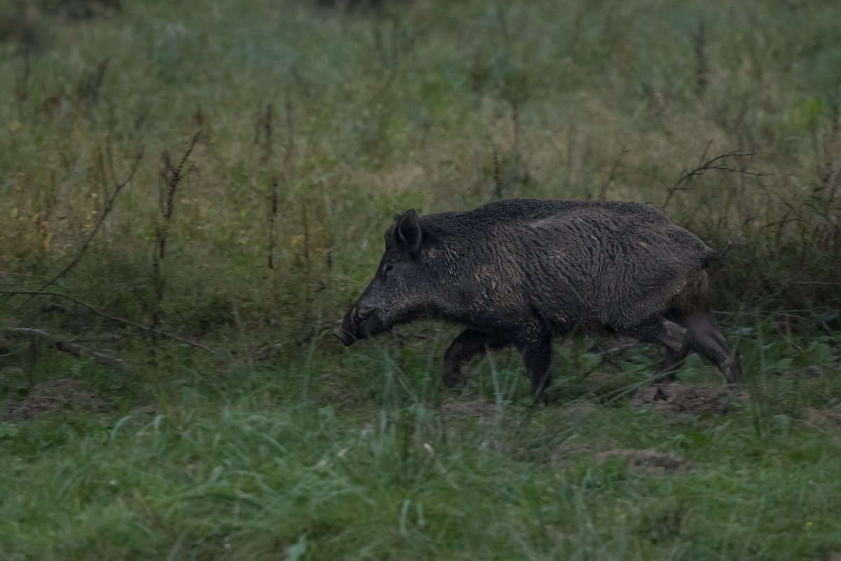 Keiler Foto & Bild | tiere, wildlife, säugetiere Bilder auf fotocommunity
