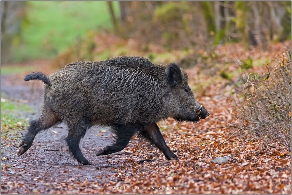 Keiler Foto & Bild | tiere, wildlife, säugetiere Bilder auf fotocommunity