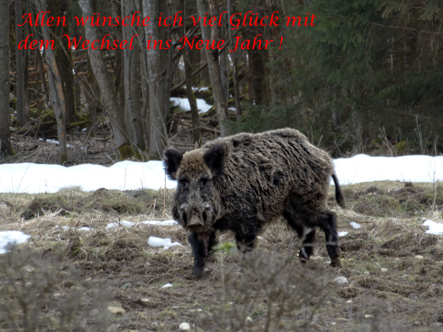 Keiler Foto & Bild | wald, winter, natur Bilder auf fotocommunity