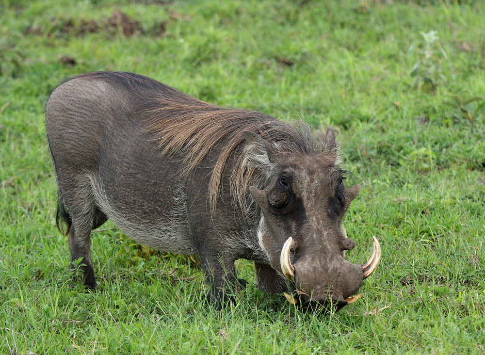 Keiler Foto & Bild | africa, eastern africa, tiere Bilder auf fotocommunity