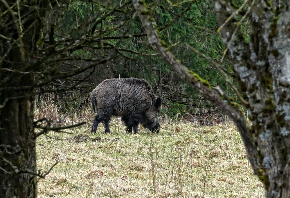 Keiler Foto & Bild | wald, winter, tiere Bilder auf fotocommunity