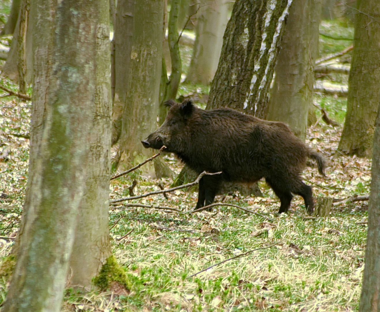 Keiler Foto & Bild | wald, natur, pflanzen Bilder auf fotocommunity