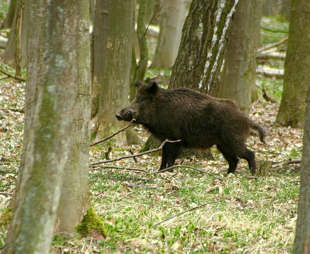 Keiler Foto & Bild | wald, natur, pflanzen Bilder auf fotocommunity