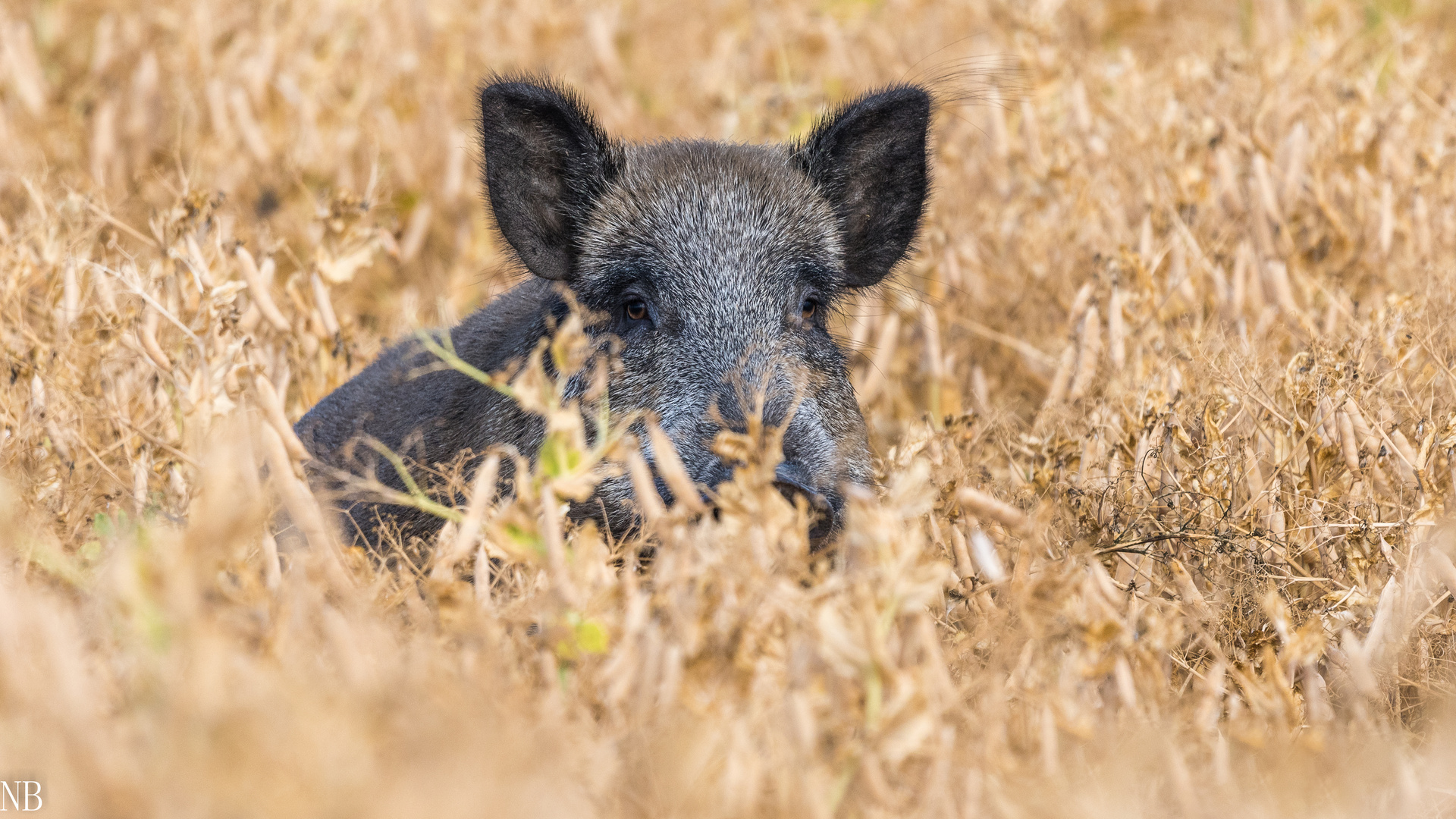 "Keiler allein on Tour 2022" Foto & Bild | sommer, natur, tiere Bilder ...
