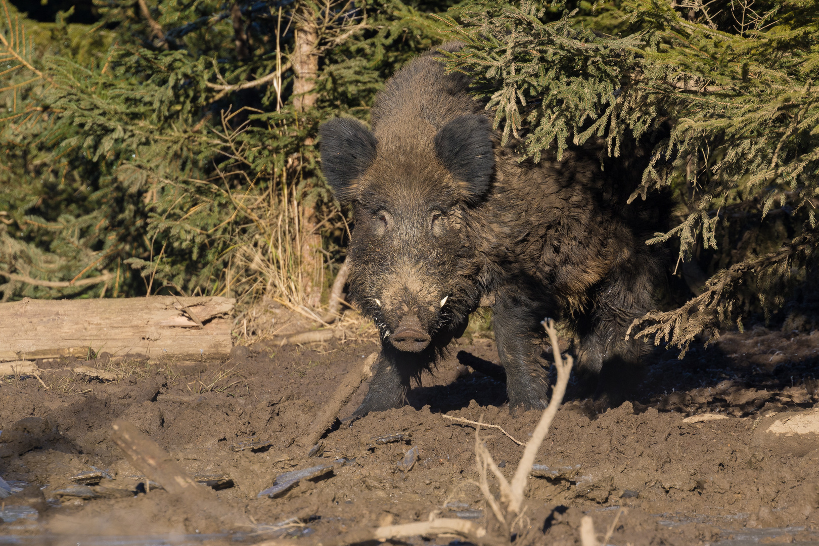 Keiler an der Suhle Foto & Bild | natur, tiere, wildlife Bilder auf ...