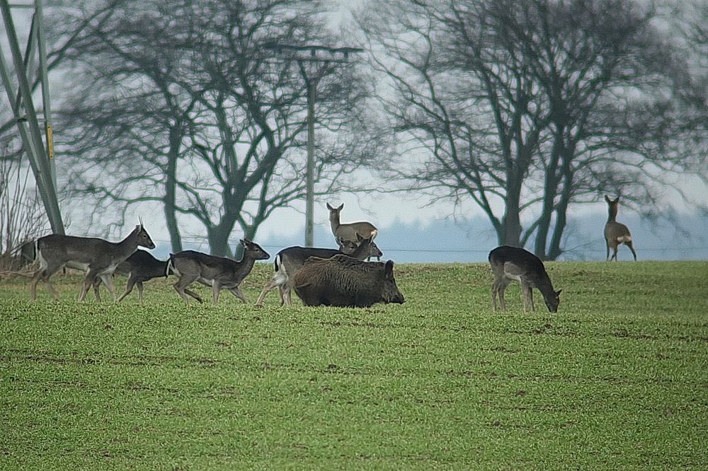 Keiler, Damwild, Reh Foto & Bild | tiere, wildlife, säugetiere Bilder ...