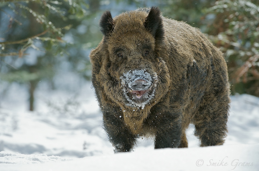 Keiler Foto & Bild | tiere, zoo, wildpark & falknerei, säugetiere ...