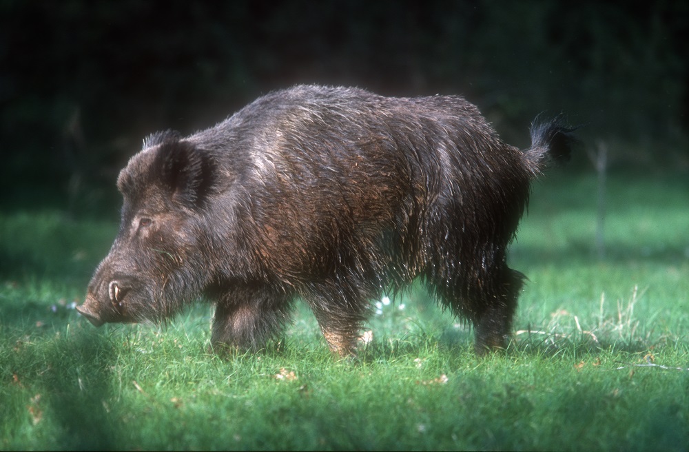 Keiler Foto & Bild | natur, tiere, schwarzwild Bilder auf fotocommunity
