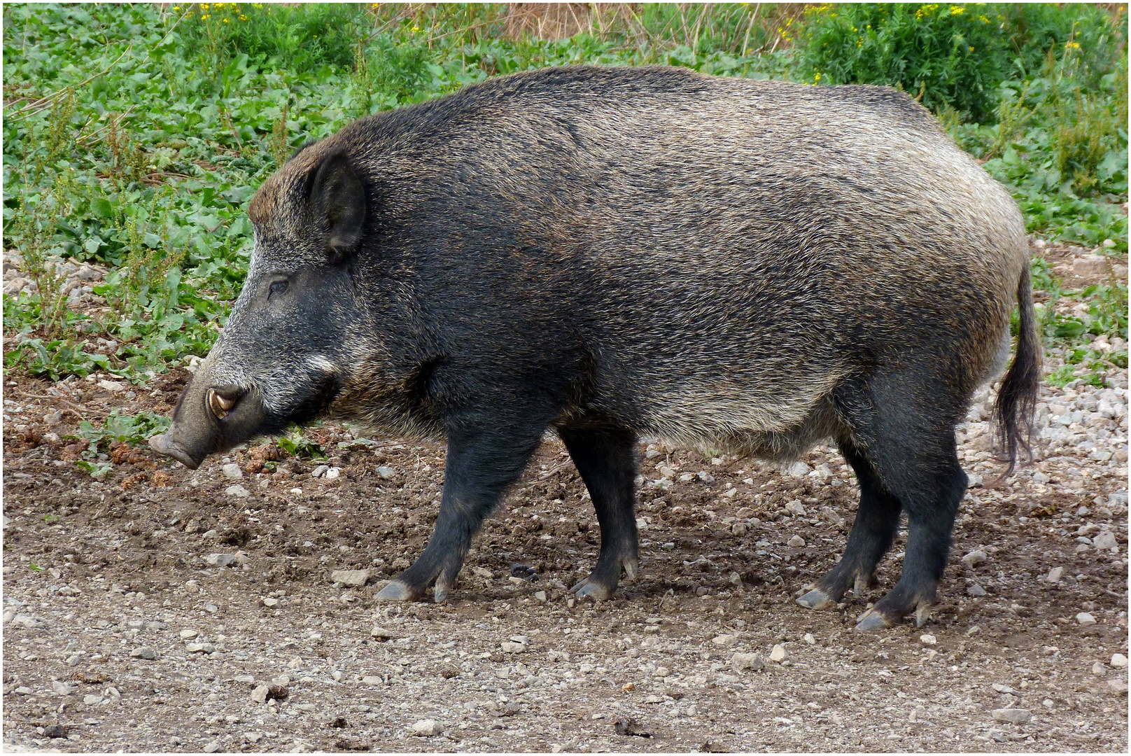 Keiler Foto & Bild | tiere, ku nat, natur Bilder auf fotocommunity
