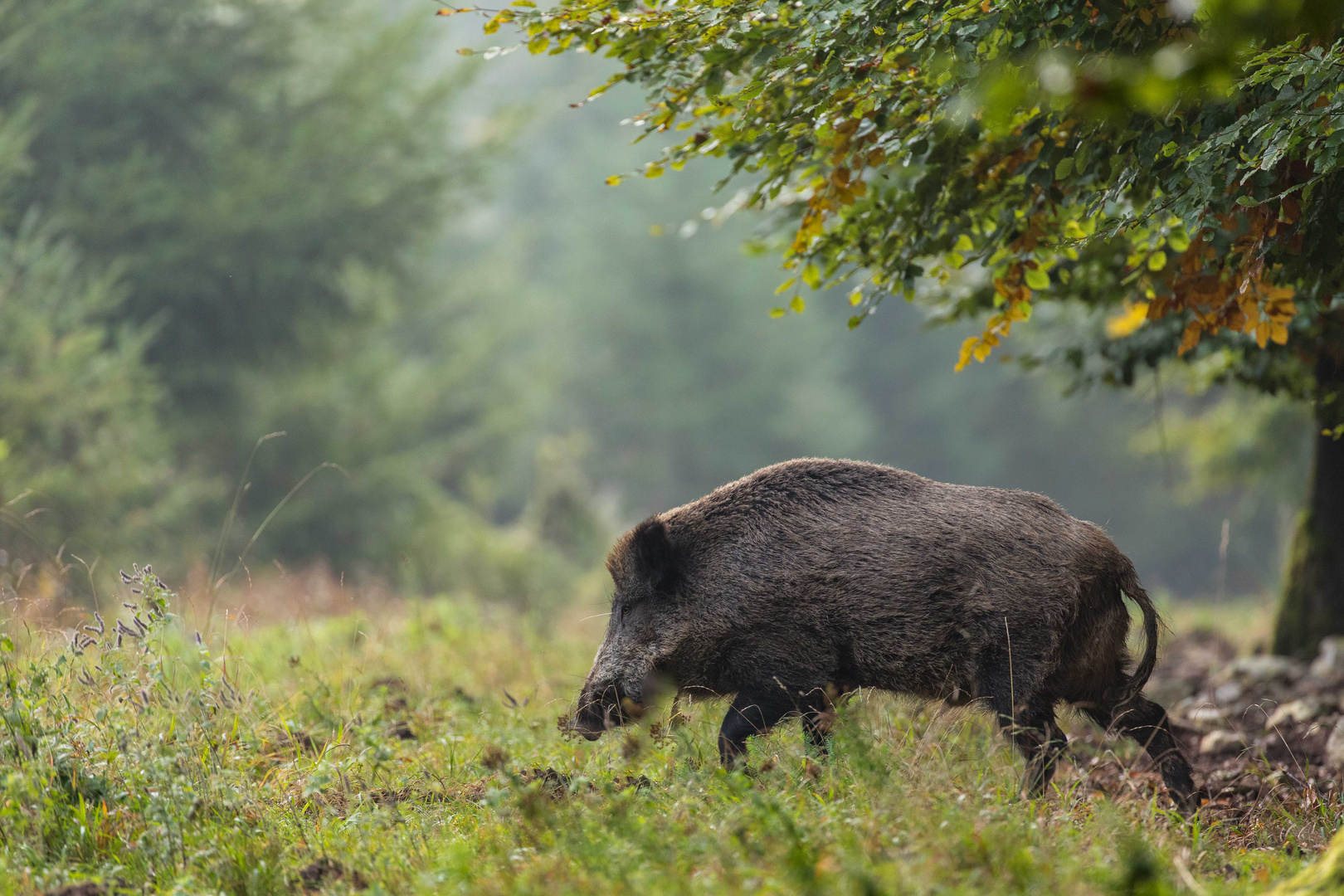 Keiler Foto & Bild | jahreszeiten, natur, tiere Bilder auf fotocommunity