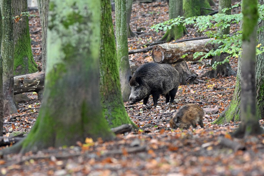 Keiler im Anmarsch! Foto & Bild | tiere, zoo, wildpark & falknerei ...