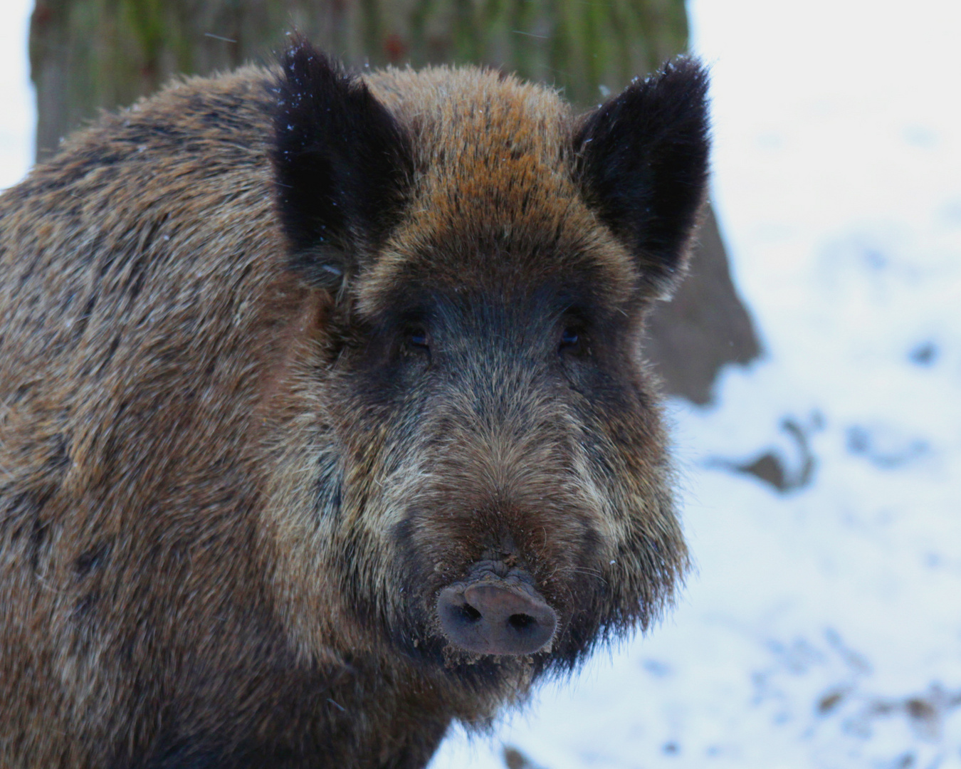 Keiler im Saupark in Springe Foto & Bild | tiere, zoo, wildpark ...
