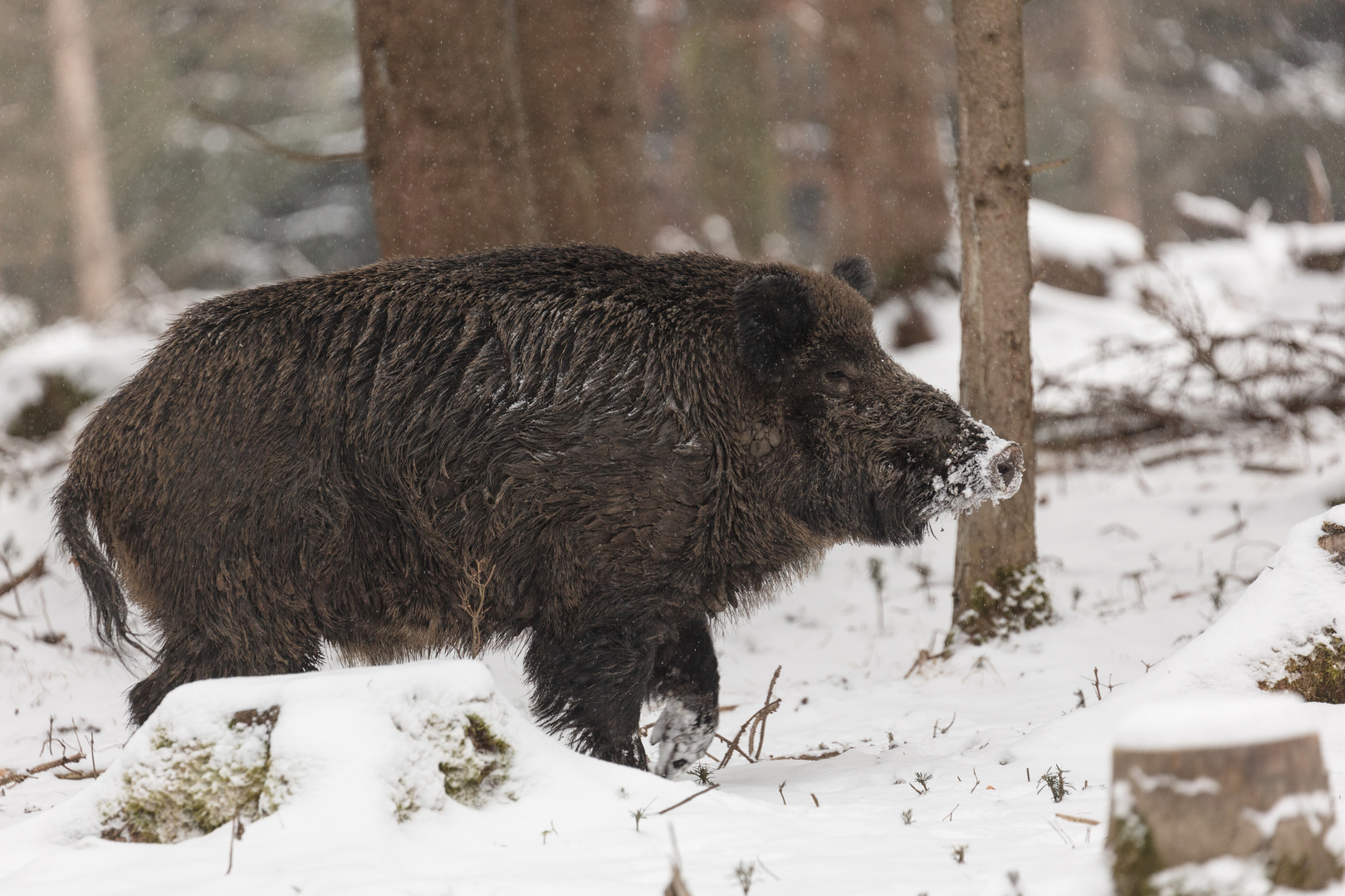Keiler im Schnee Foto & Bild | wald, schnee, natur Bilder auf fotocommunity