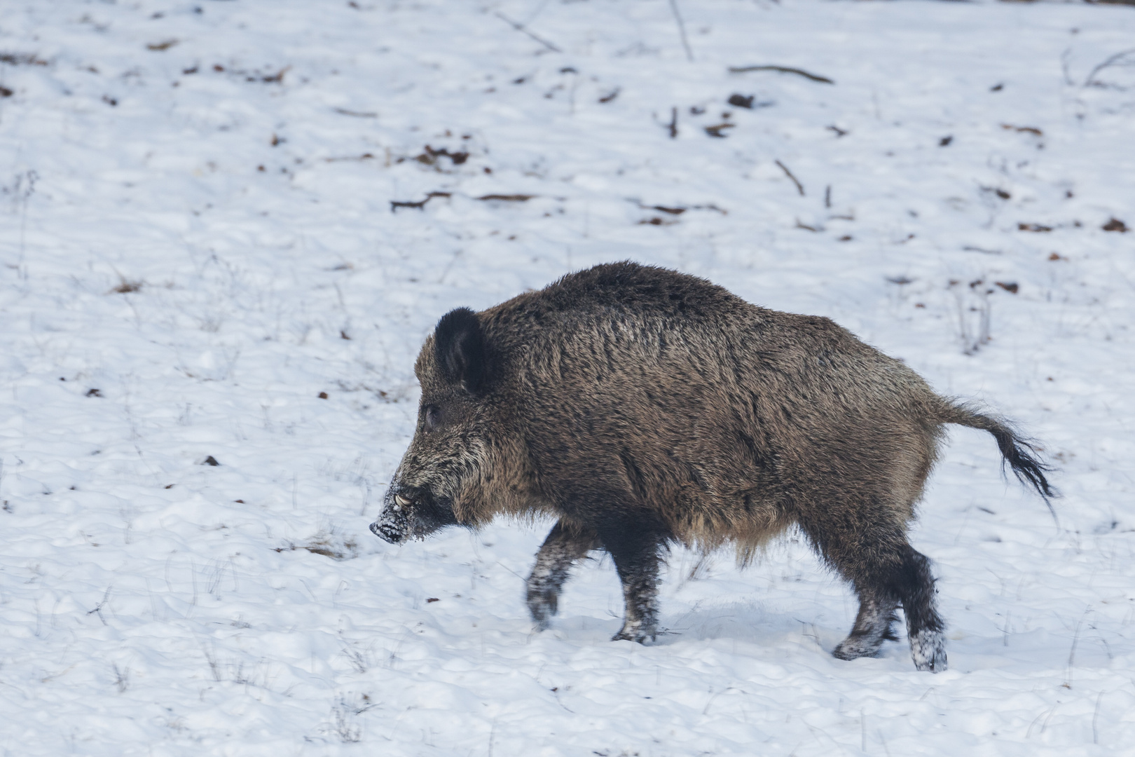 Keiler im Schnee... Foto & Bild | tiere, wildlife, säugetiere Bilder ...