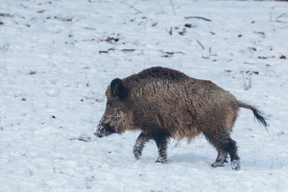 Keiler im Schnee... Foto & Bild | tiere, wildlife, säugetiere Bilder ...