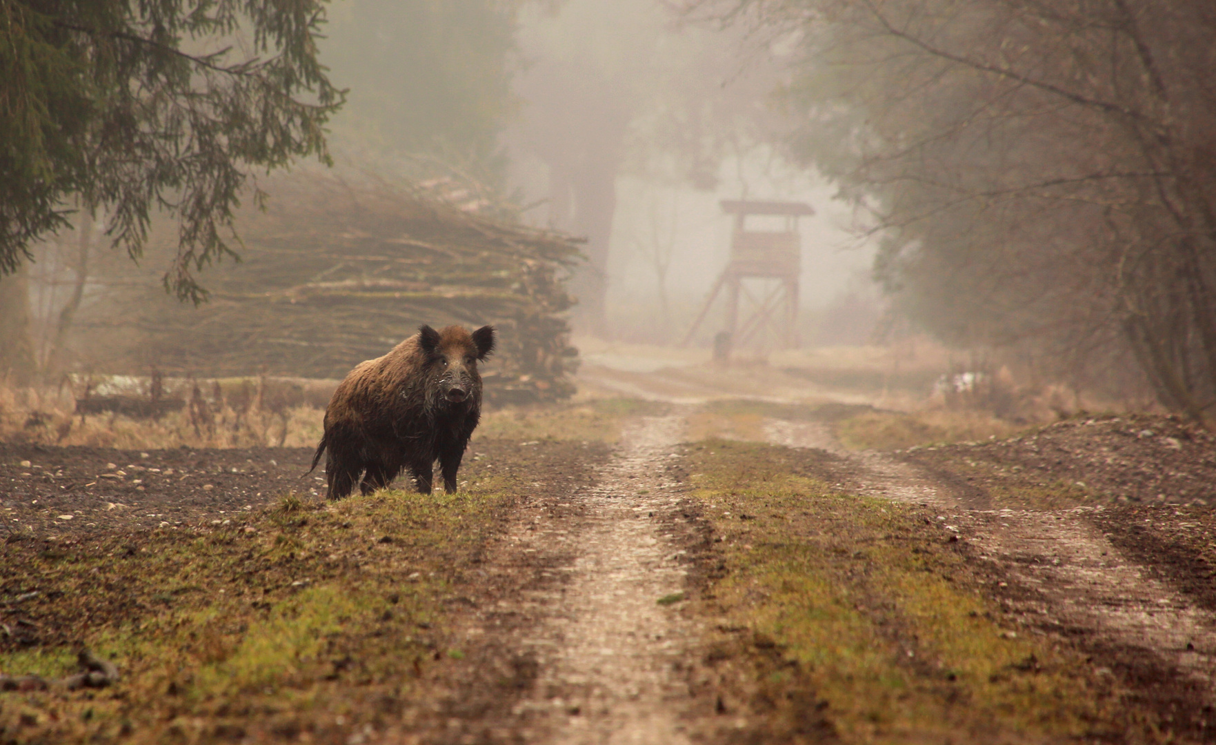 Keiler in der Rauschzeit Foto & Bild | natur, österreich, tiere Bilder ...