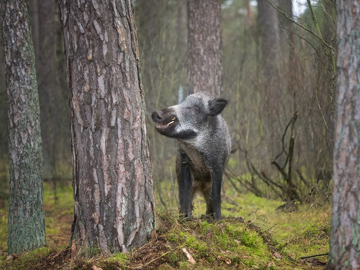 Keiler "Schröder" Foto & Bild | natur, paarhufer, tiere Bilder auf ...
