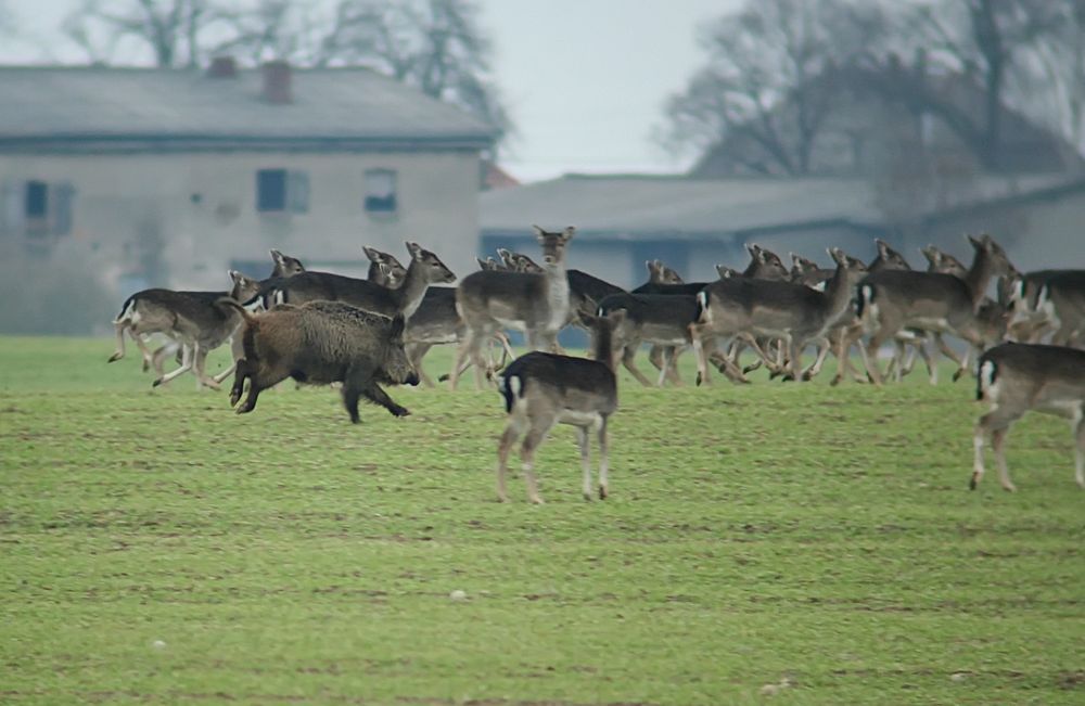 Keiler u. Damwild 1 Foto & Bild | feld, natur, tiere Bilder auf ...