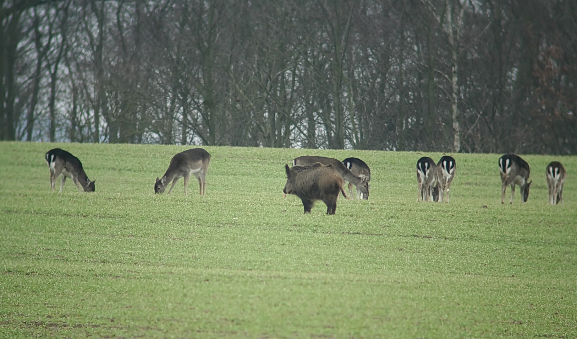 Keiler u. Damwild Foto & Bild | tiere, wildlife, säugetiere Bilder auf ...