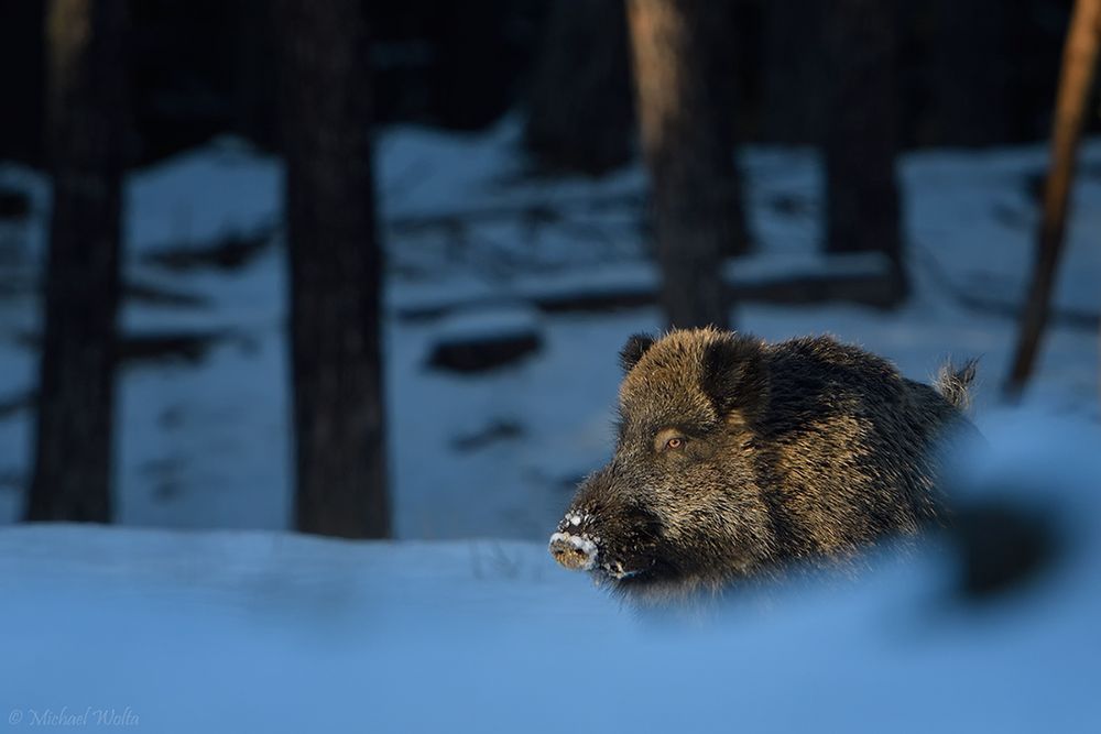 Keilerchen Foto & Bild | wald, winter, schnee Bilder auf fotocommunity