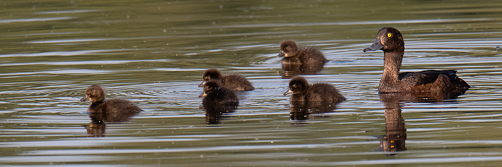 Keilformation Foto & Bild | tiere, wildlife, wild lebende vögel Bilder ...