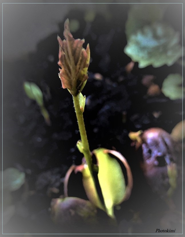 - Keimling - Foto & Bild | pflanzen, pilze & flechten, jahreszeiten ...