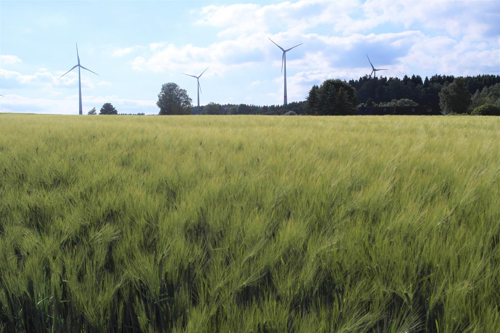 Kein Bett im Gerstenfeld -piekst zu sehr :-) Foto & Bild | spezial ...