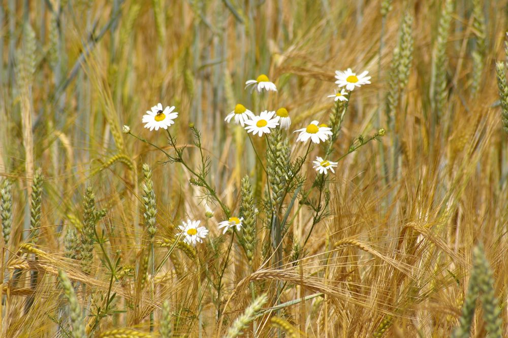 Kein Bett, sondern Blumen im Kornfeld Foto & Bild | pflanzen, pilze & flechten, getreide und ...