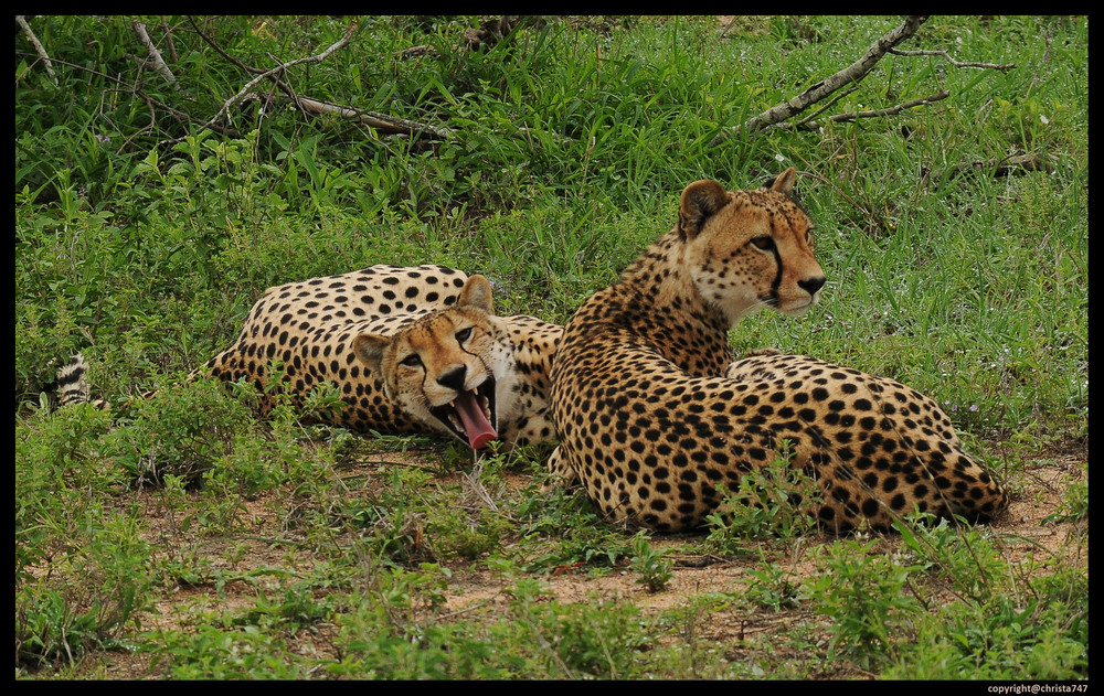 Kein Bock mehr... Foto & Bild | tiere, wildlife, säugetiere Bilder auf ...