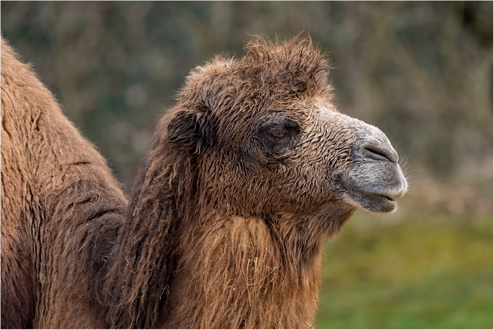 Kein Trampel..... Foto & Bild | nature, natur, portrait Bilder auf ...