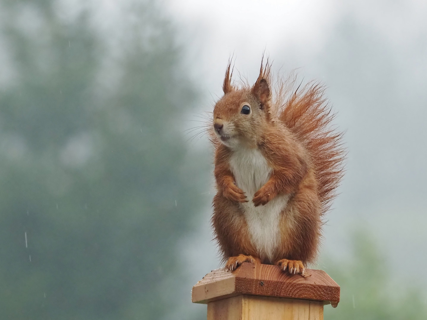 Keiner.... Foto & Bild | tiere, wildlife, säugetiere Bilder auf ...