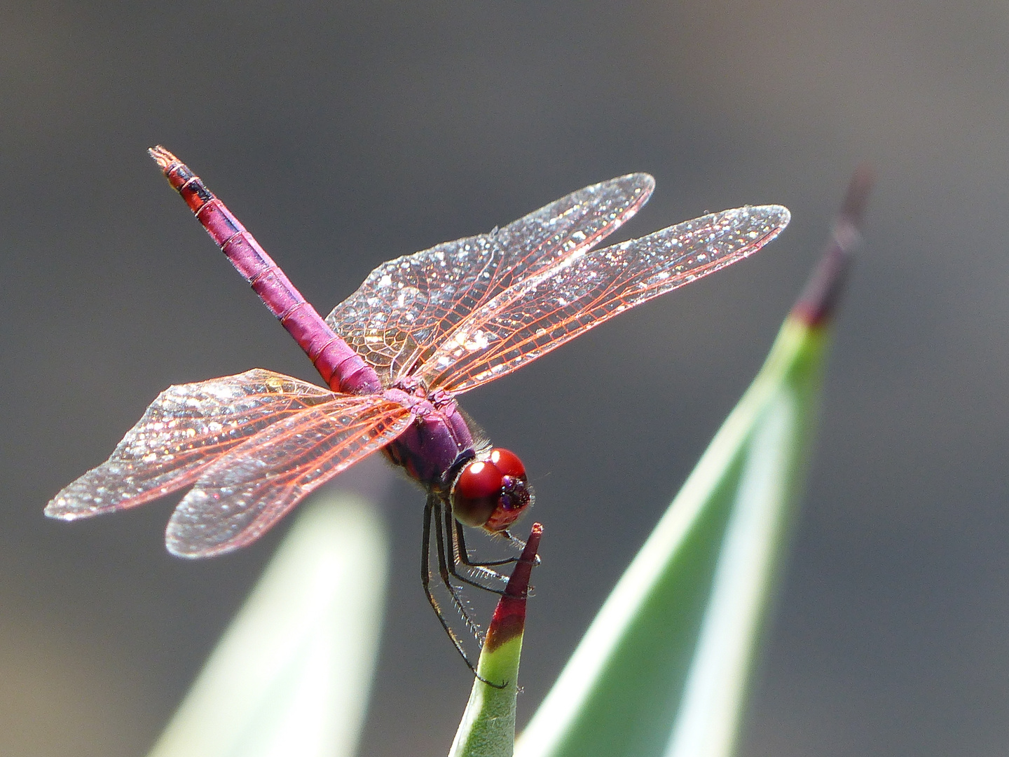 Kenia Libelle Foto & Bild | tiere, wildlife, libellen Bilder auf ...