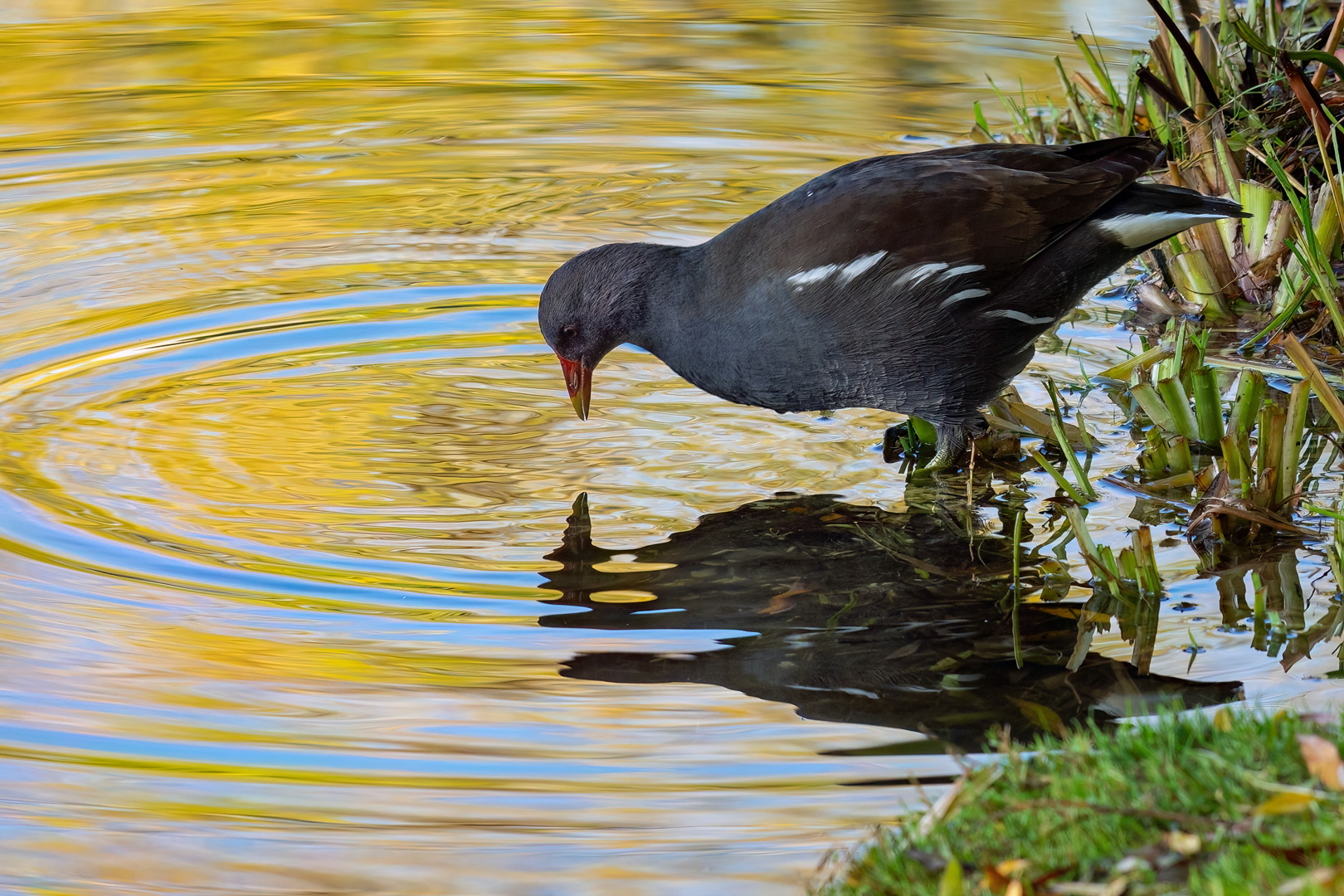Kennen wir uns? Foto & Bild | spezial, natur, herbst Bilder auf fotocommunity