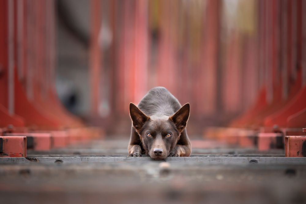 * Kermit * Foto & Bild | city, outdoor, hunde Bilder auf fotocommunity