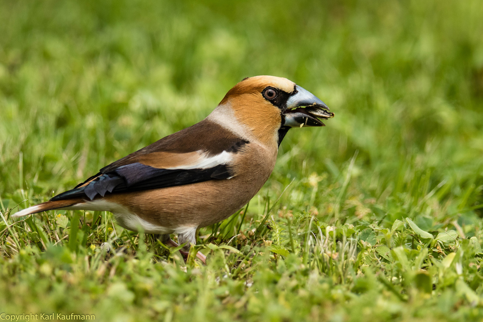Kernbeißer Foto & Bild | tiere, natur Bilder auf fotocommunity