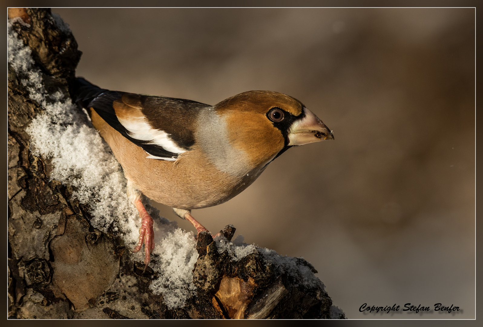 Kernbeißer Foto & Bild | vögel, natur, wildlife Bilder auf fotocommunity