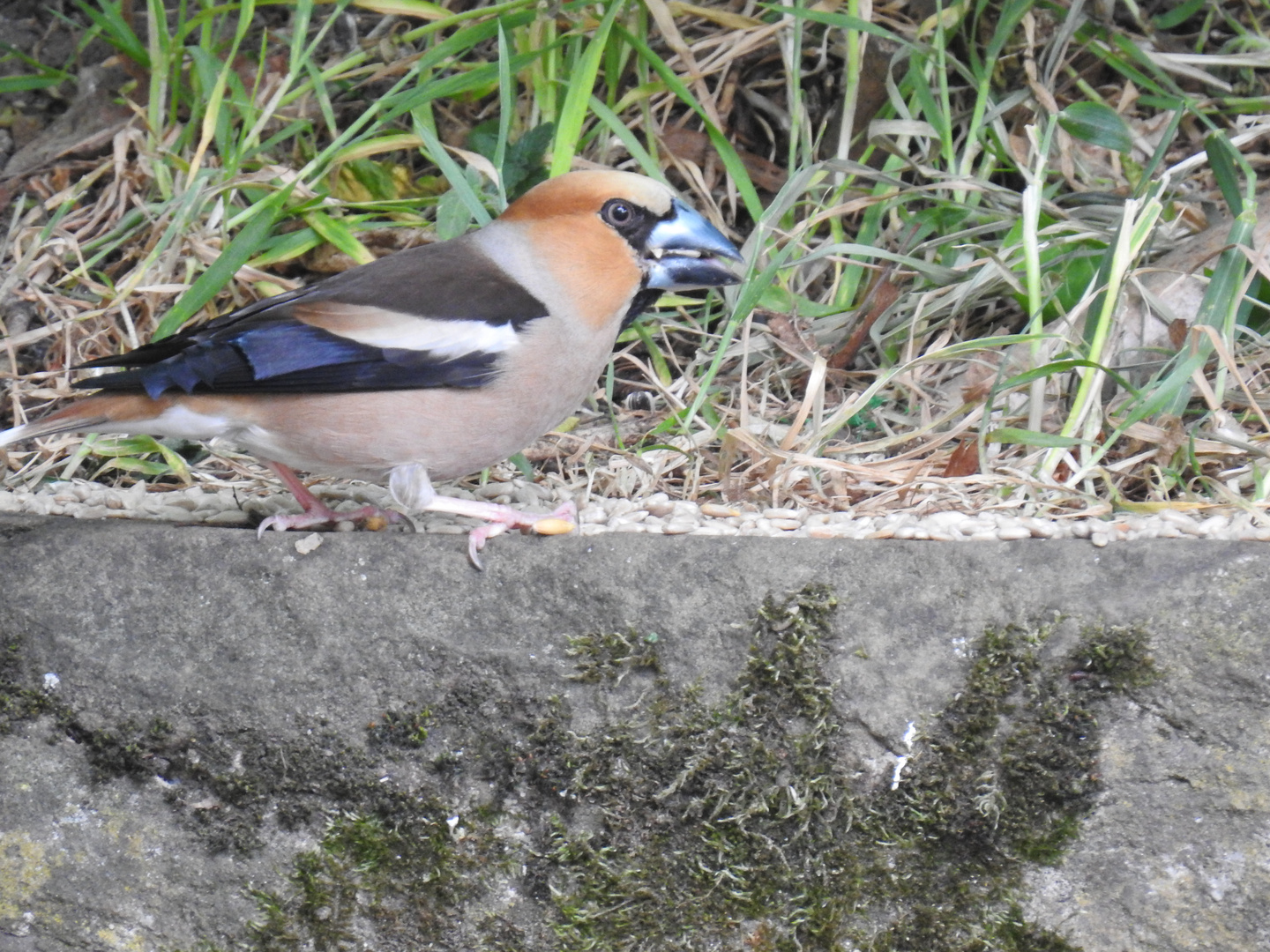 Kernbeisser Foto & Bild | natur Bilder auf fotocommunity