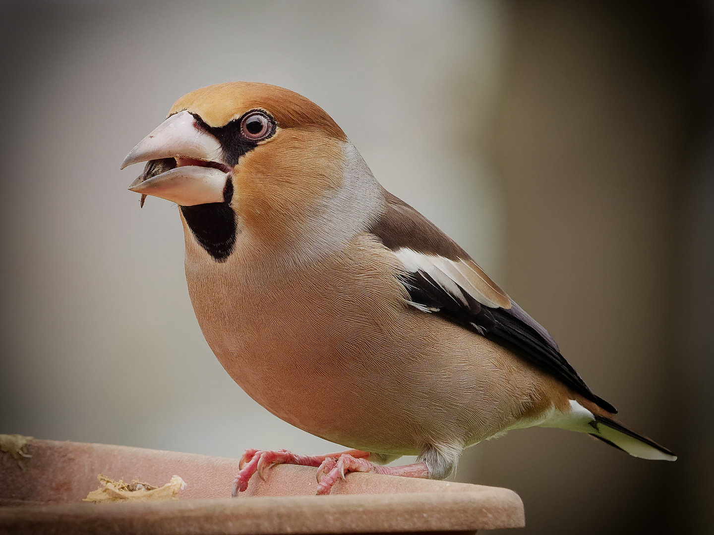 Kernbeisser Foto & Bild | fotos, natur, olympus Bilder auf fotocommunity