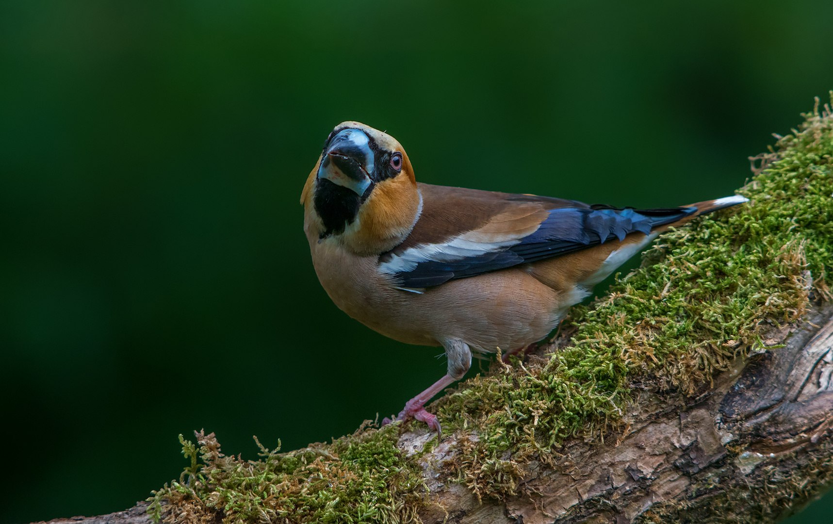 Kernbeisser Foto & Bild | tiere, wildlife, wild lebende vögel Bilder ...
