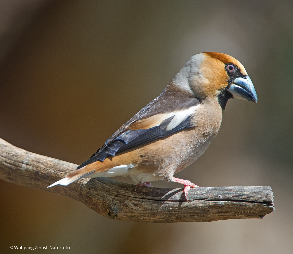 -- Kernbeißer -- Foto & Bild | fotos, world, natur Bilder auf fotocommunity