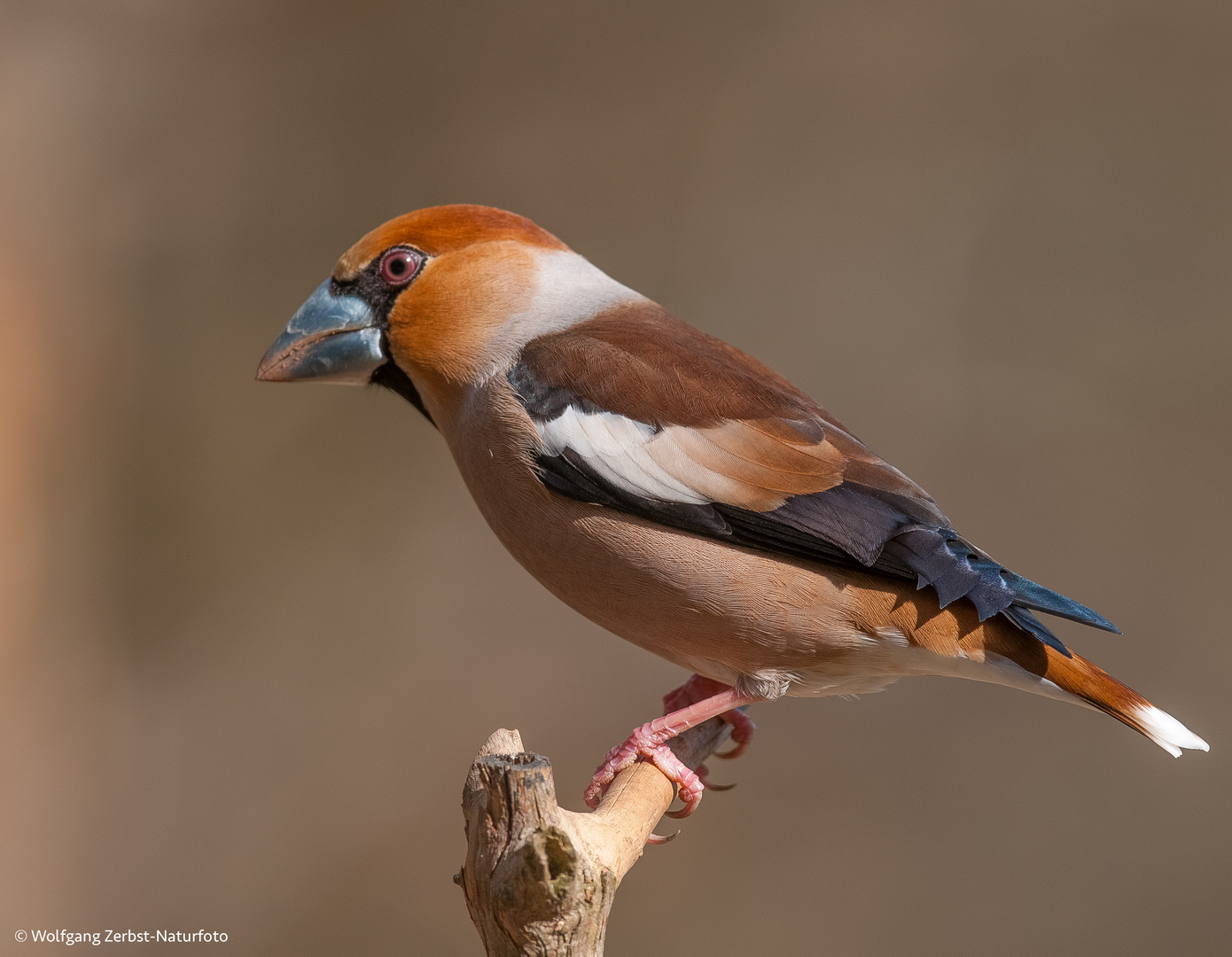 -- Kernbeißer -- Foto & Bild | fotos, natur, tiere Bilder auf fotocommunity