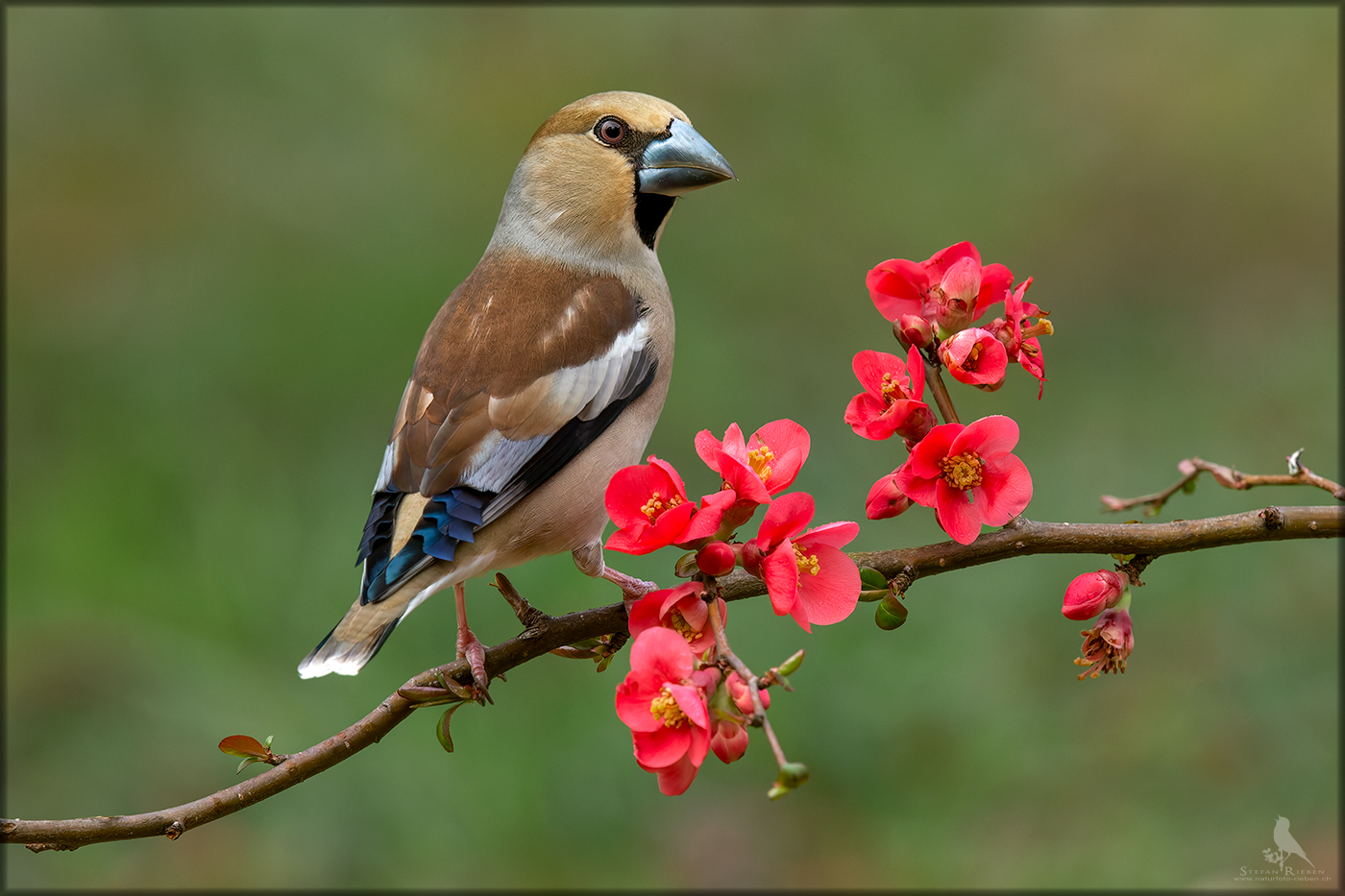 Kernbeisser Foto & Bild | tiere, wildlife, wild lebende vögel Bilder ...