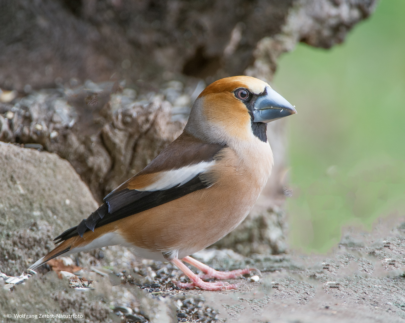 Kernbeißer --- Foto & Bild | fotos, natur, pflanzen Bilder auf ...