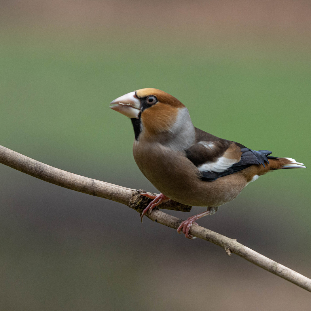 Kernbeißer Foto & Bild | tiere, wildlife, wild lebende vögel Bilder auf ...