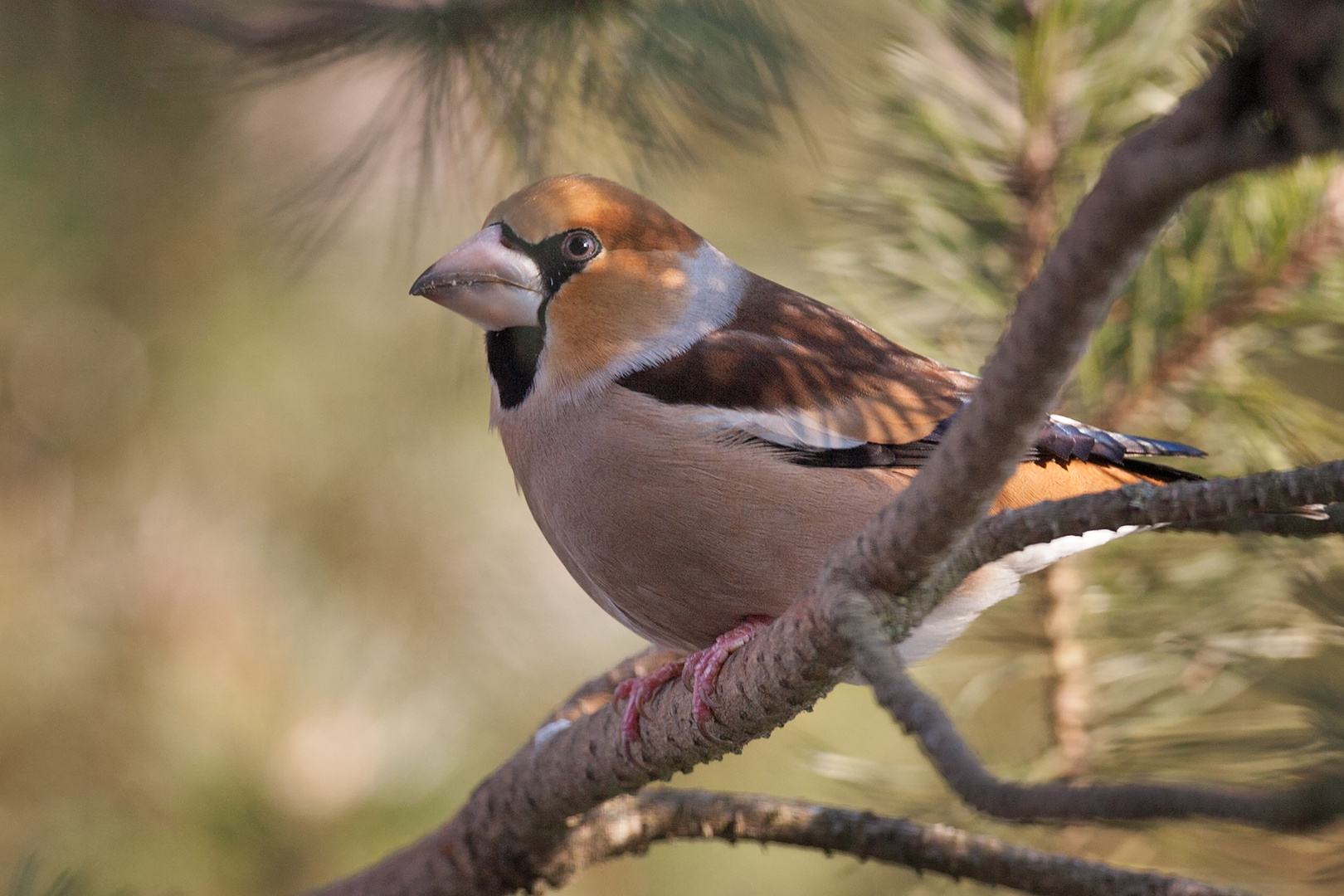 Kernbeisser Foto & Bild | tiere, wildlife, wild lebende vögel Bilder ...